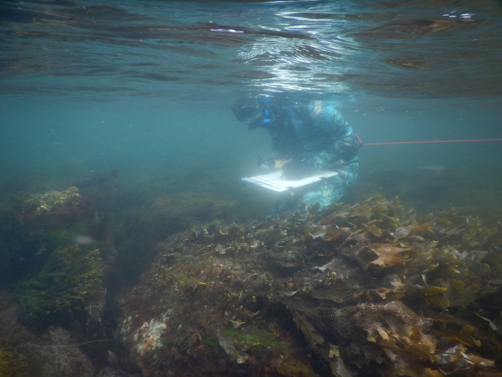 Diving into 360Giving | William Grant Foundation
